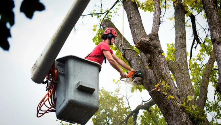 How an Arborist Keeps Your Trees Healthy and Safe - thehouseidreamof